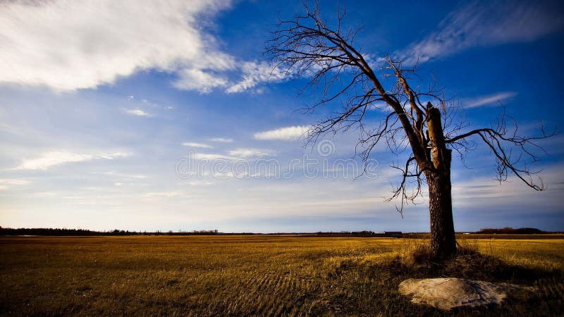 Lone Tree in Field Under Blue Sky with Clouds Stock Illustration ...