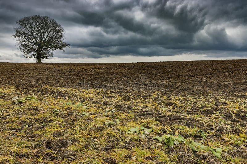 Lone tree on a field stock photo. Image of cloudy, nature - 85774296