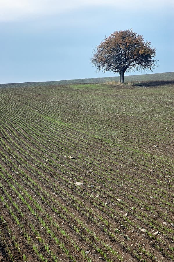 Lone tree on the field stock image. Image of field, rural - 35306317