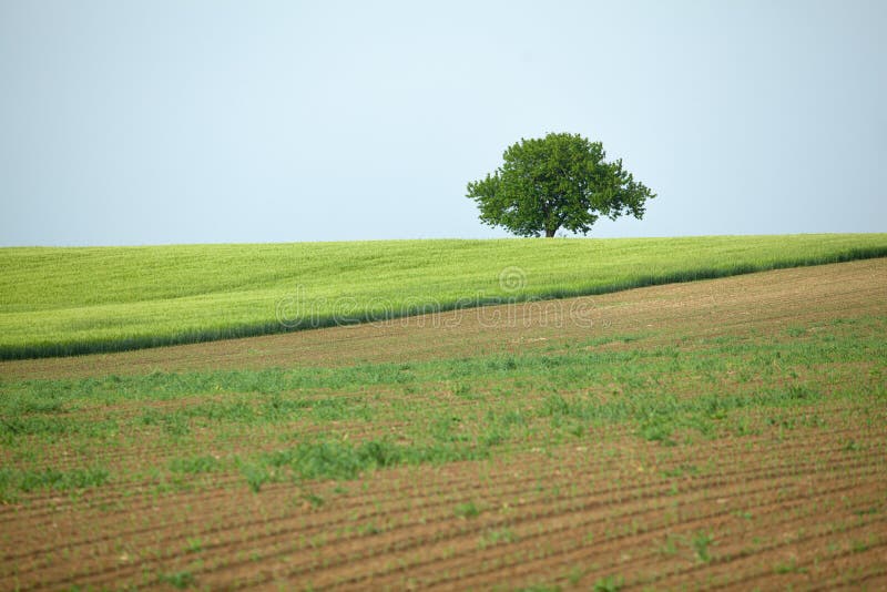 A lone tree in the field stock photo. Image of farming - 183432964