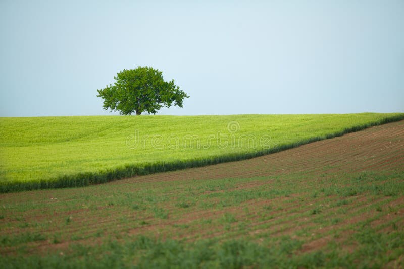 A lone tree in the field stock image. Image of grassland - 183432991