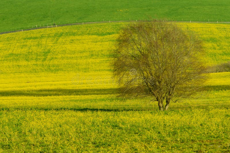 Lone Tree in a Field of Yellow Flowers Stock Image - Image of farm ...