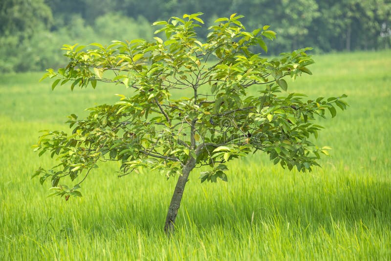 Lone Evergreen Tree in a Field Stock Image - Image of summer, semiarid ...