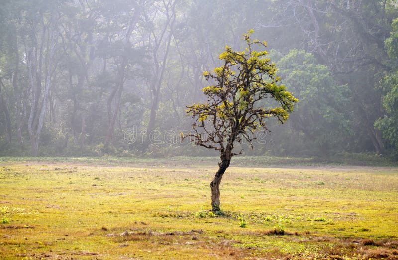Lone tree in a forest stock image. Image of morning - 270542349