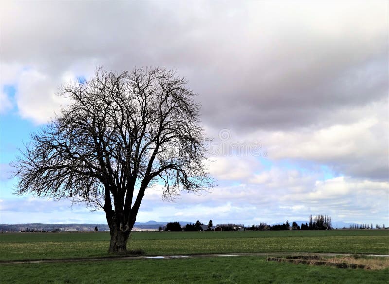 A Lone Tree in the Early Spring Field Stock Photo - Image of fresh ...