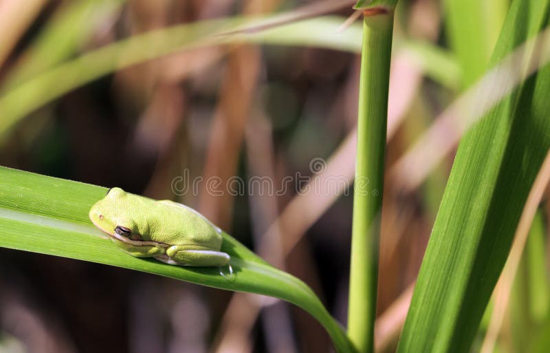 Lone Tree Frog stock image. Image of peace, cute, amphibian - 59057559