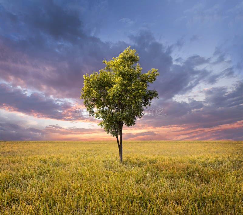 Lone Tree on a Golden Rice Field Stock Photo - Image of beauty ...