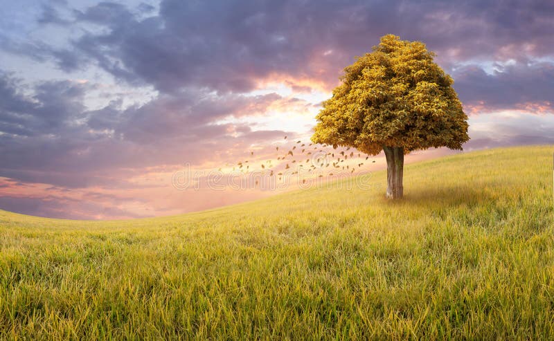 Lone Tree on a Golden Rice Field Stock Image - Image of bright, field ...