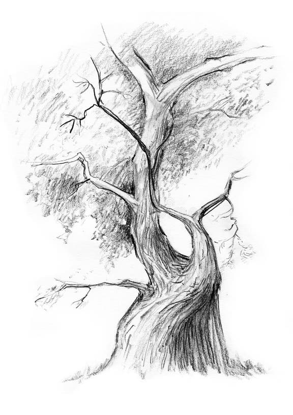Lone Tree Graphite Pencil Drawing Stock Photo - Image of isolated ...