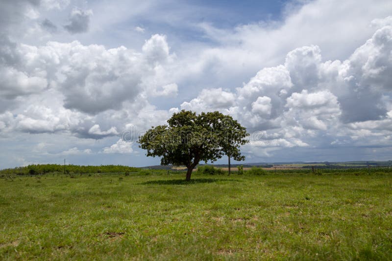 Lone Tree in Grass Field and Bright Converging Clouds Stock Image ...