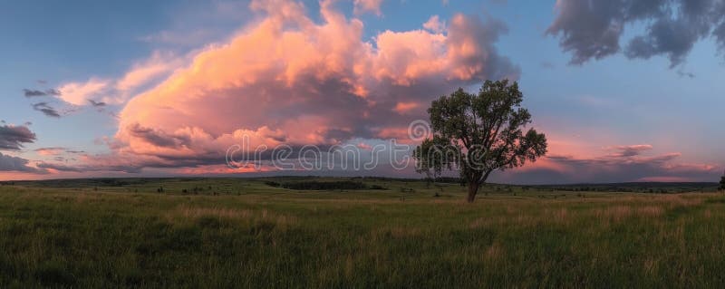 Lone Tree Field Sunset Dramatic Pink Sky Stock Photos - Free & Royalty ...