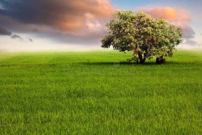 Lone tree in green field stock photo. Image of nature - 23205260