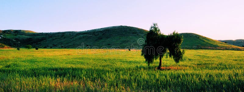 Lone Tree Green Field Sunset Stock Image - Image of field, face: 7249581