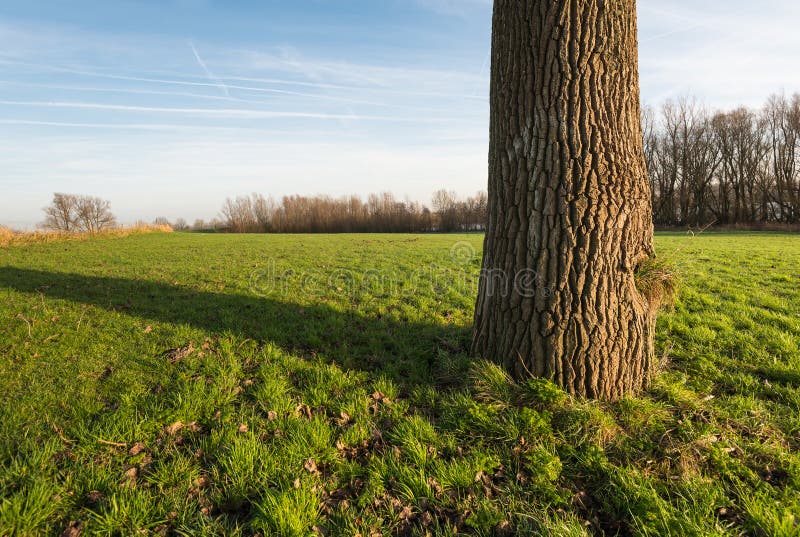 Lone Tree in a Green Grass Area from Close Stock Photo - Image of ...