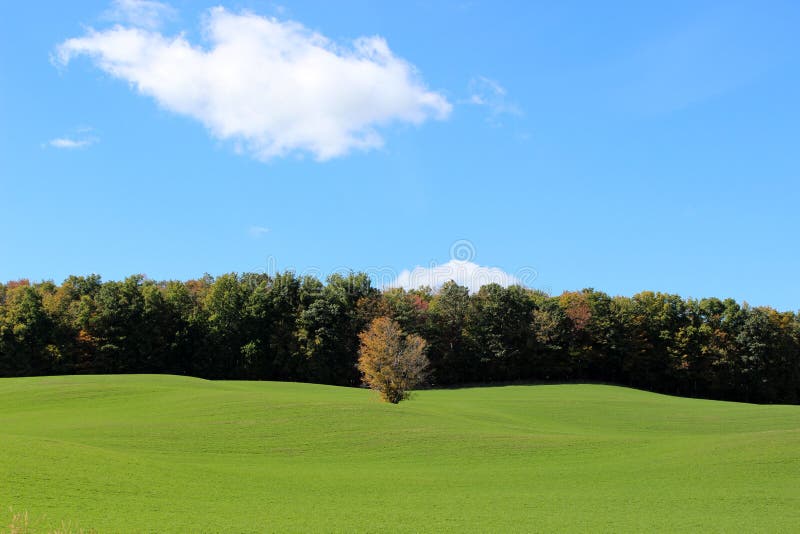 Lone Tree in a Green Green Meadow Stock Photo - Image of fresh, wispy ...