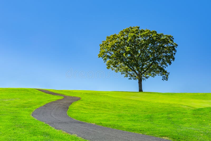 Lone Tree on a Green Meadow Stock Image - Image of landscape, rural ...