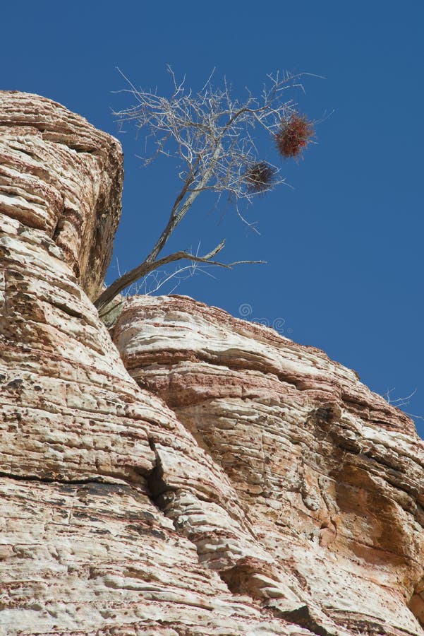 Lone Tree in Rock stock photo. Image of stones, desert - 30026088