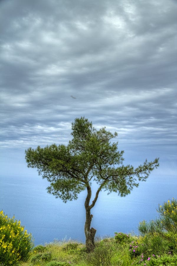 Lone tree stock image. Image of travel, county, indiana - 2903141