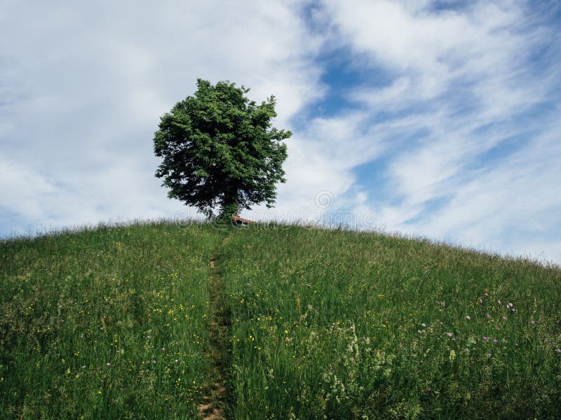 Lone tree hill stock photo. Image of landscape, clouds - 2994790