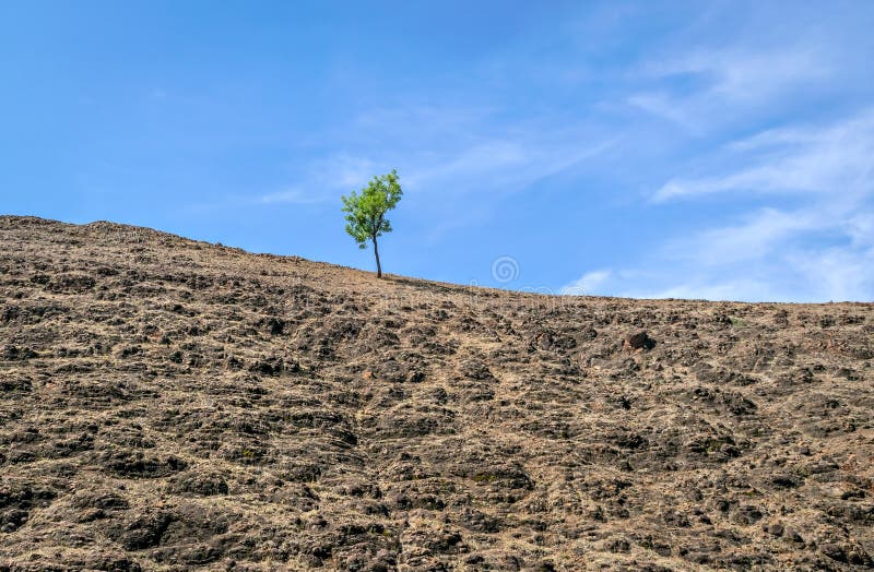 Lone Tree on Hill Outside the Village in Maharashtra, India Stock Photo ...