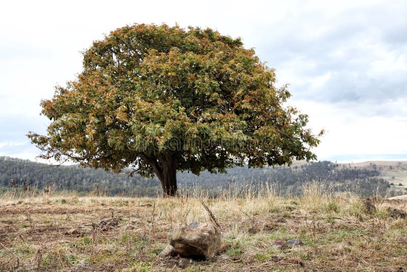 Lone tree on hill Tasmania stock photo. Image of single - 79237812