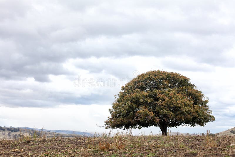 Lone tree on hill Tasmania stock image. Image of nature - 79237819