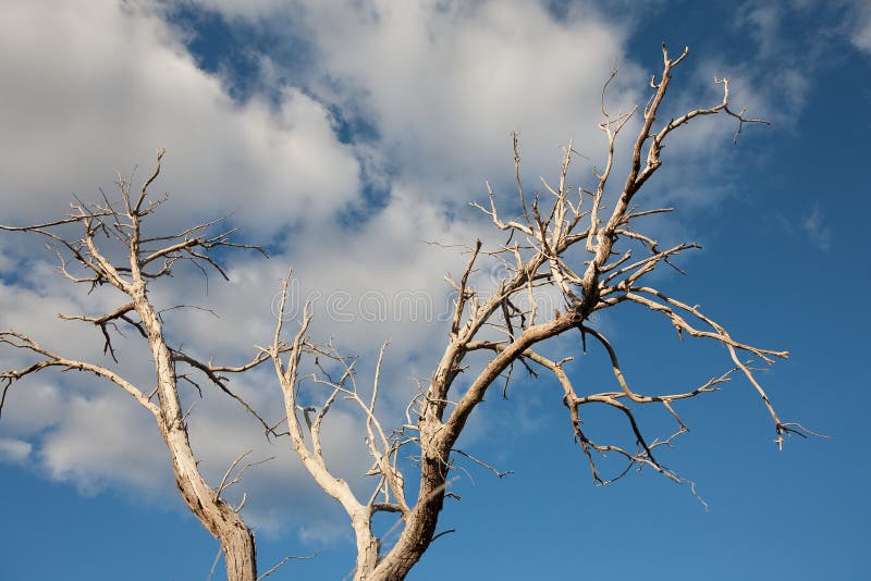 Lone tree on hill Tasmania stock image. Image of lonely - 79272797