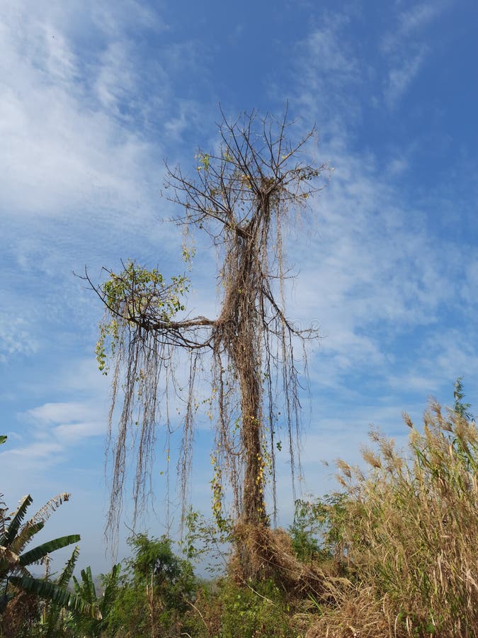 A lone tree in the hills stock image. Image of tree - 221084693