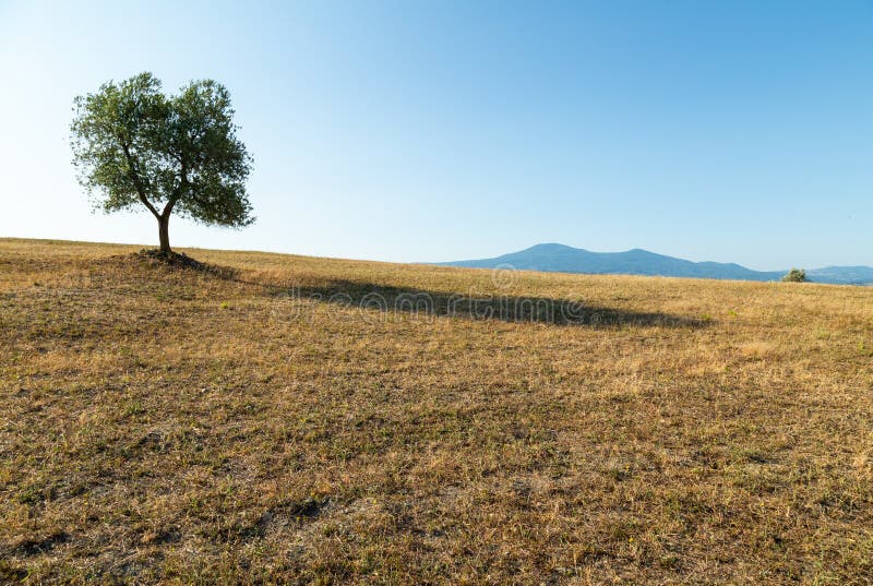 Lone Tree on Hillside stock photo. Image of beautiful - 124365502