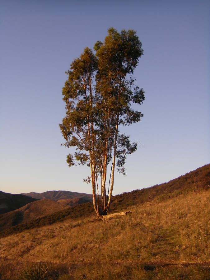 Lone tree on hillside stock photo. Image of tree, stands - 51862622