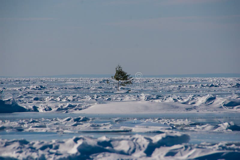 Lone tree in the ice stock image. Image of life, reaching - 55157961
