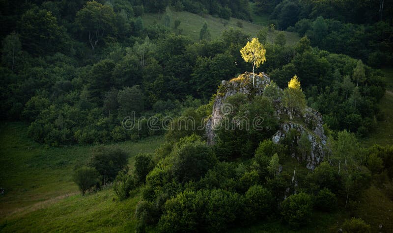 Lone Tree Isolated in the Forest Background at Sunrise Stock Photo ...