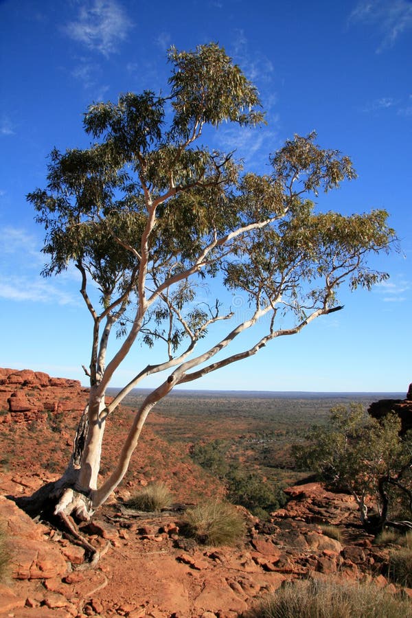 Typical Australian Outback Scene (King S Canyon) Stock Image - Image of ...