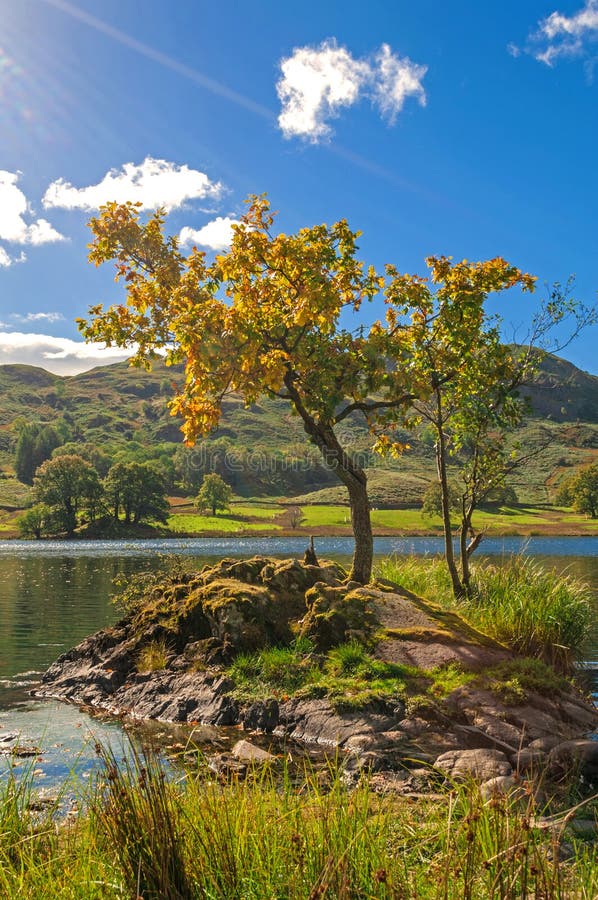 Lone Tree,Lake and Mountain Stock Image - Image of tranquil, ripple ...