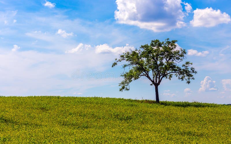 Lone tree landscape stock photo. Image of outdoor, hill - 58913742