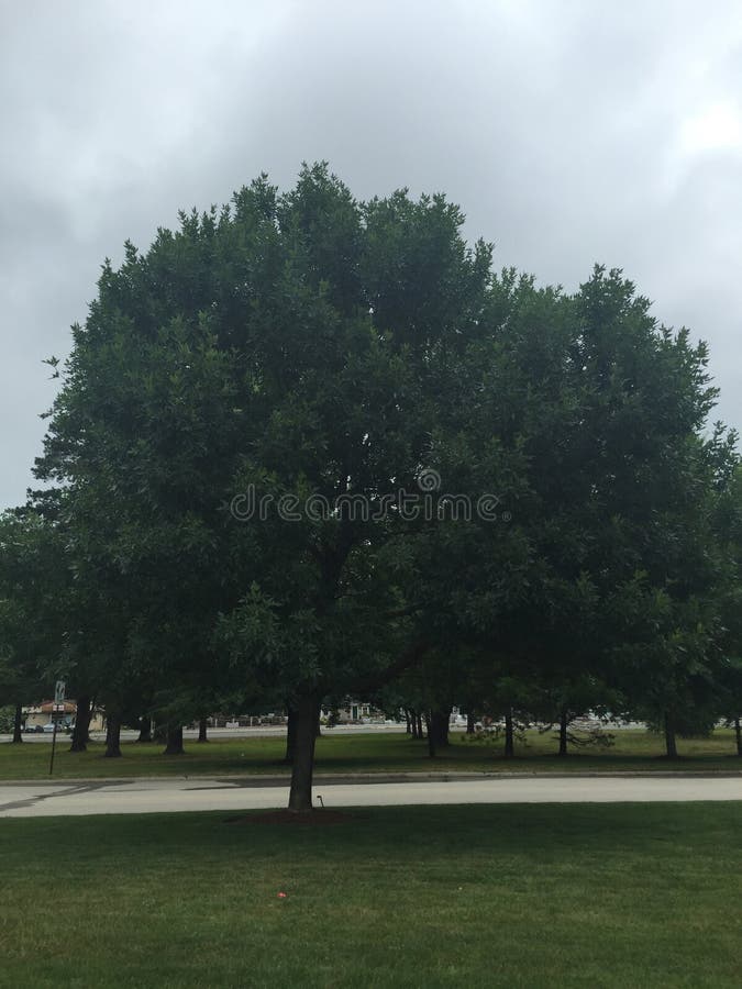 Lone tree stock photo. Image of lone, tree, outside, cloudy - 73663294