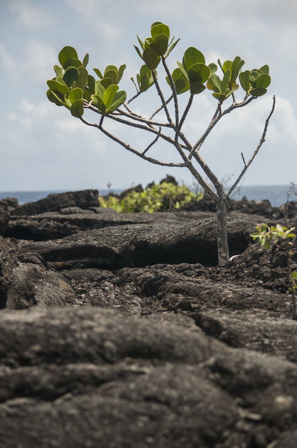 Lone tree stock photo. Image of environment, rock, volcanic - 58144816
