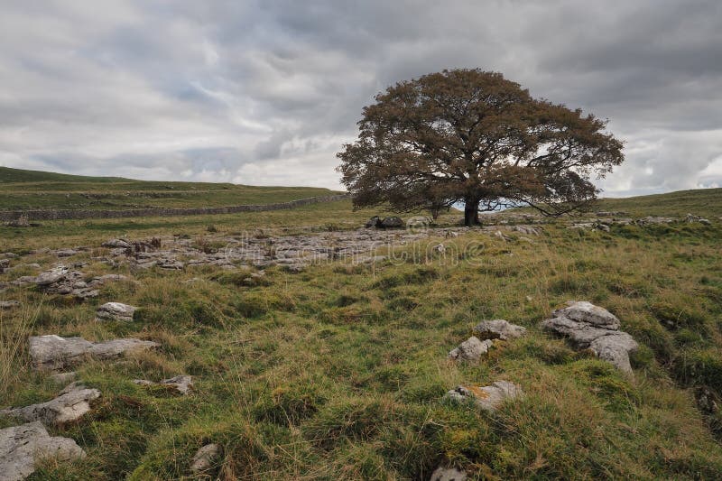 Lone Tree, Limestone Pavement, Overcast Sky, Dry Stone Wall Grassington ... Lone Tree, Limestone Pavement, Overcast Sky, Dry Stone Wall Grassington ...