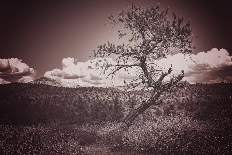 Lone Tree stock photo. Image of nature, branch, outdoor - 102239964