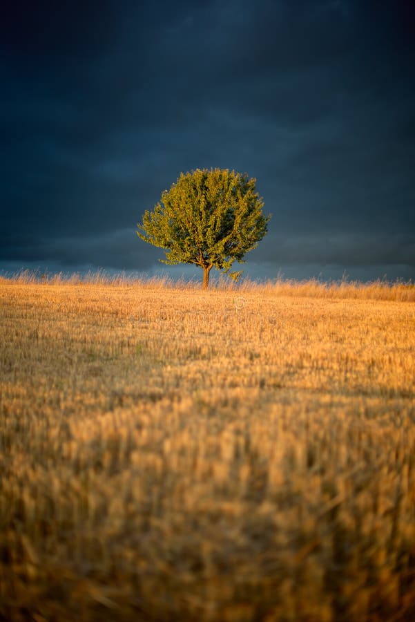 Lone tree and clouds stock image. Image of sunrise, clouds - 61447657