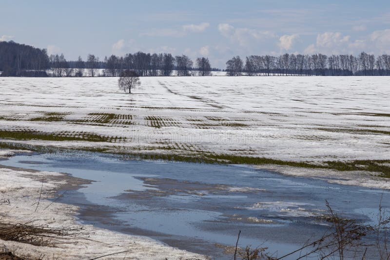A Lone Tree with a Lush Crown Grows in a Field among Melting Snow Stock ...