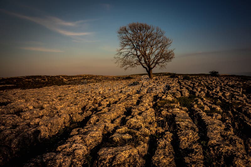 The Lone Tree at Malham stock photo. Image of horizon - 275565264