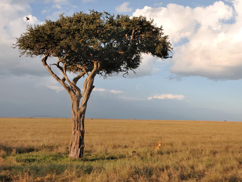 Lone tree in Masai Mara stock photo. Image of foliage - 28316414