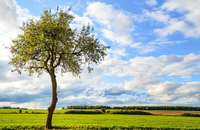 Lone tree on meadow stock image. Image of grass, alone - 103986985