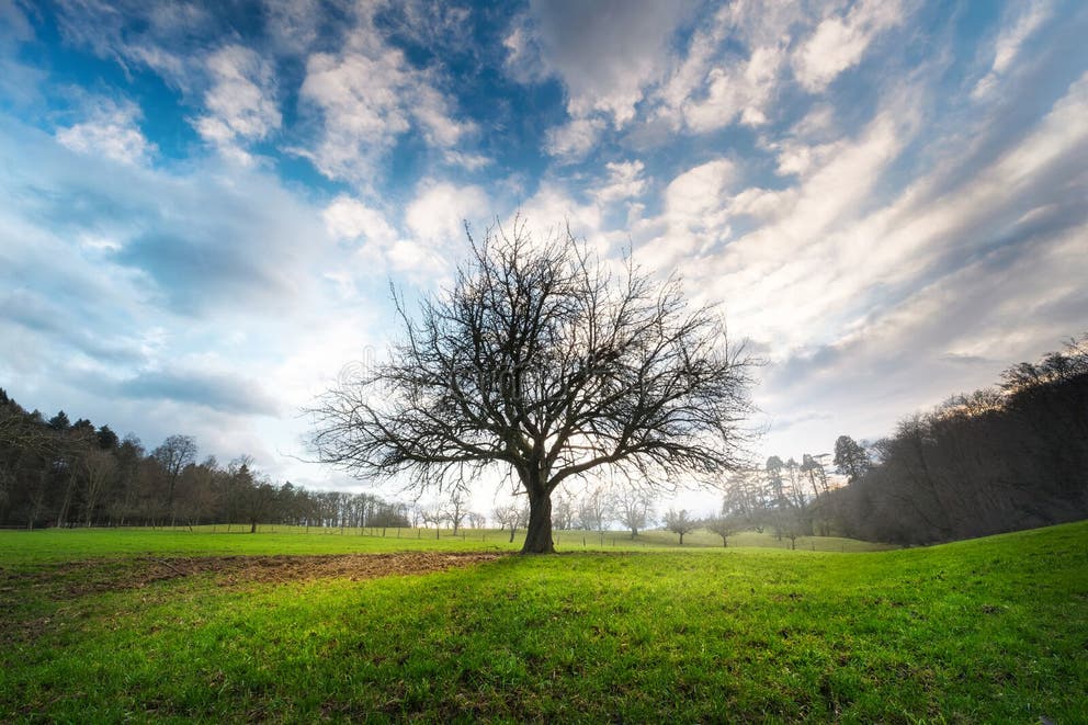 Lone Tree on Meadow with Dramatic Light and Symmetrical Composition ...