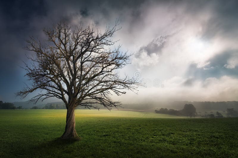 Lone Tree on Meadow with Dramatic Lighting Stock Photo - Image of ...