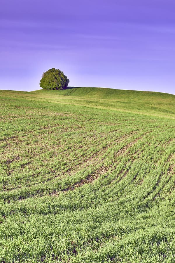 Lone tree stock image. Image of lone, outdoors, hill - 54044605