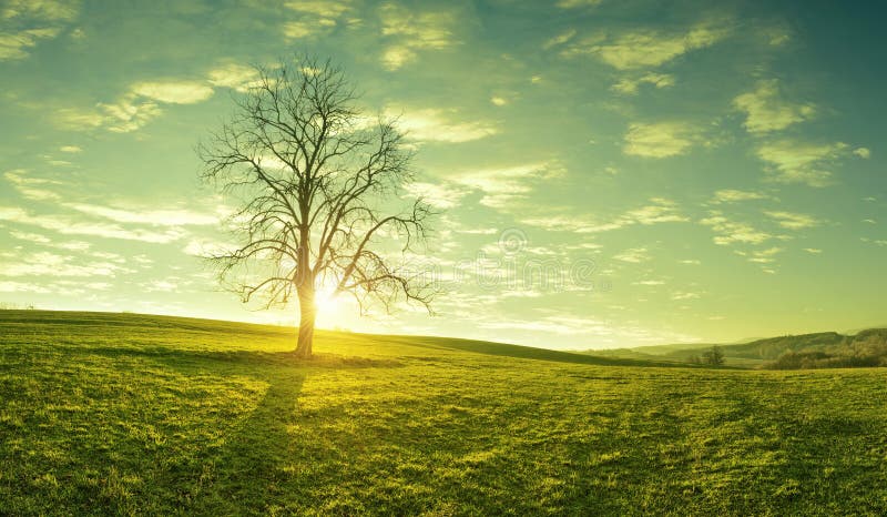 Lone Tree Meadow Sunrise Idyllic Fabulous Landscapes Stock Photos ...
