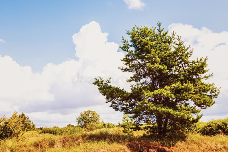 A lone tree stock photo. Image of green, nature, outdoor - 98616888