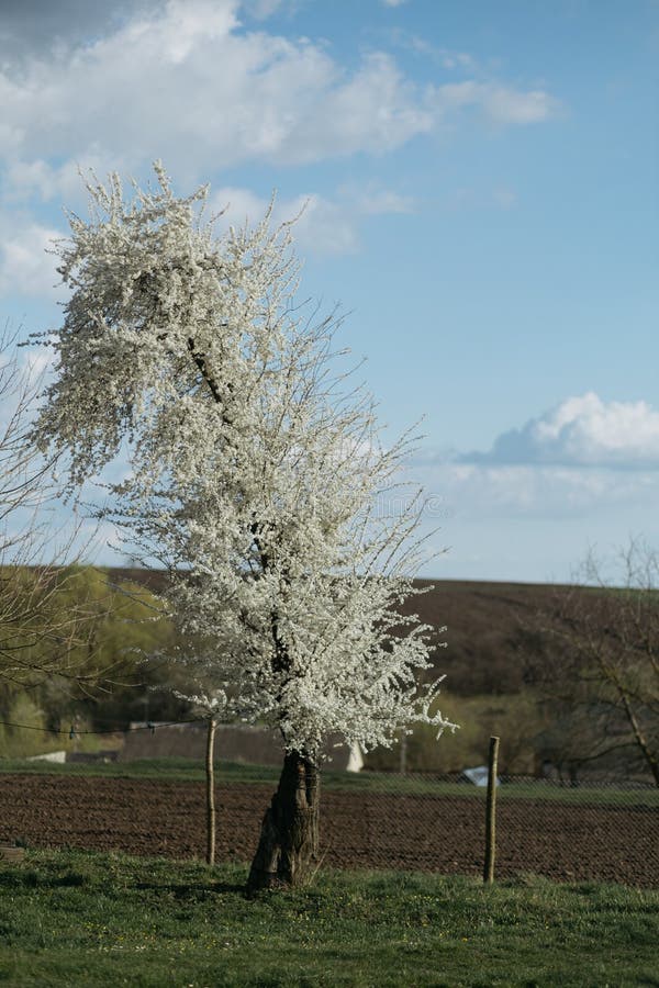 Lone Tree in the Middle of a Field in the Forest Stock Image - Image of ...